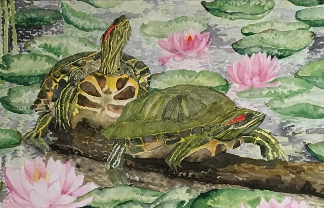 Turtle Watercolor Art Print, Basking Turtles and Lilies, Audubon Series ...