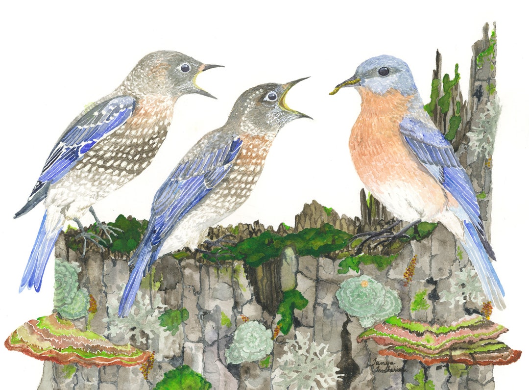 Bluebird Family on a Stump Card Card, Watercolor, Art Print, Nature ...