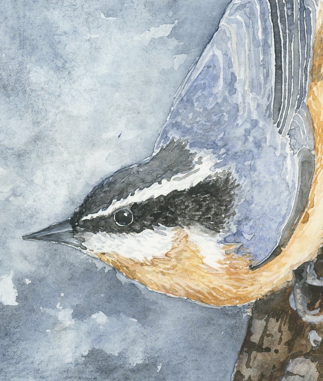 Nuthatch Acrobat, Birdwatcher, Bird, Nature, Woodland, Art Print ...