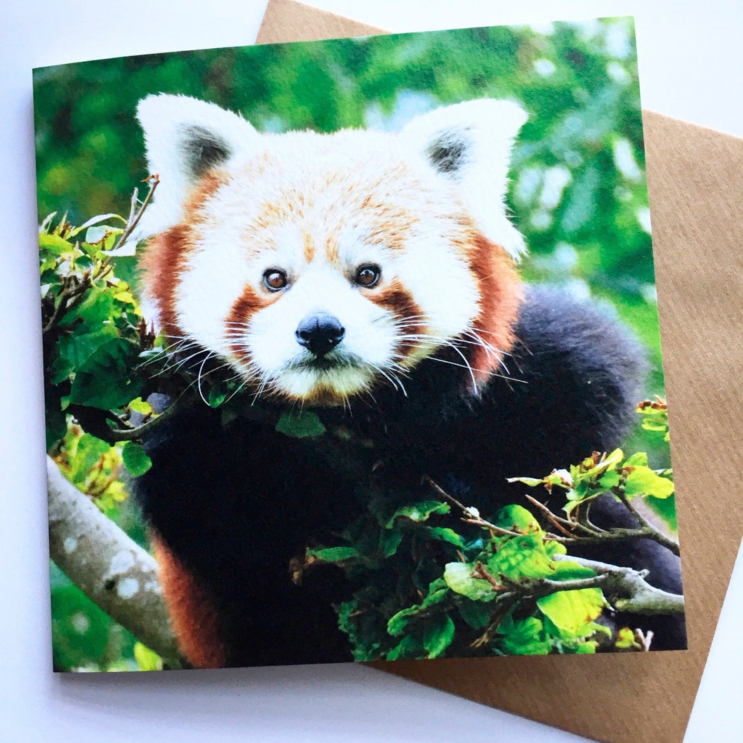 Red Panda Greeting Cards Wildlife Art Blank Card Thank You Card - Etsy