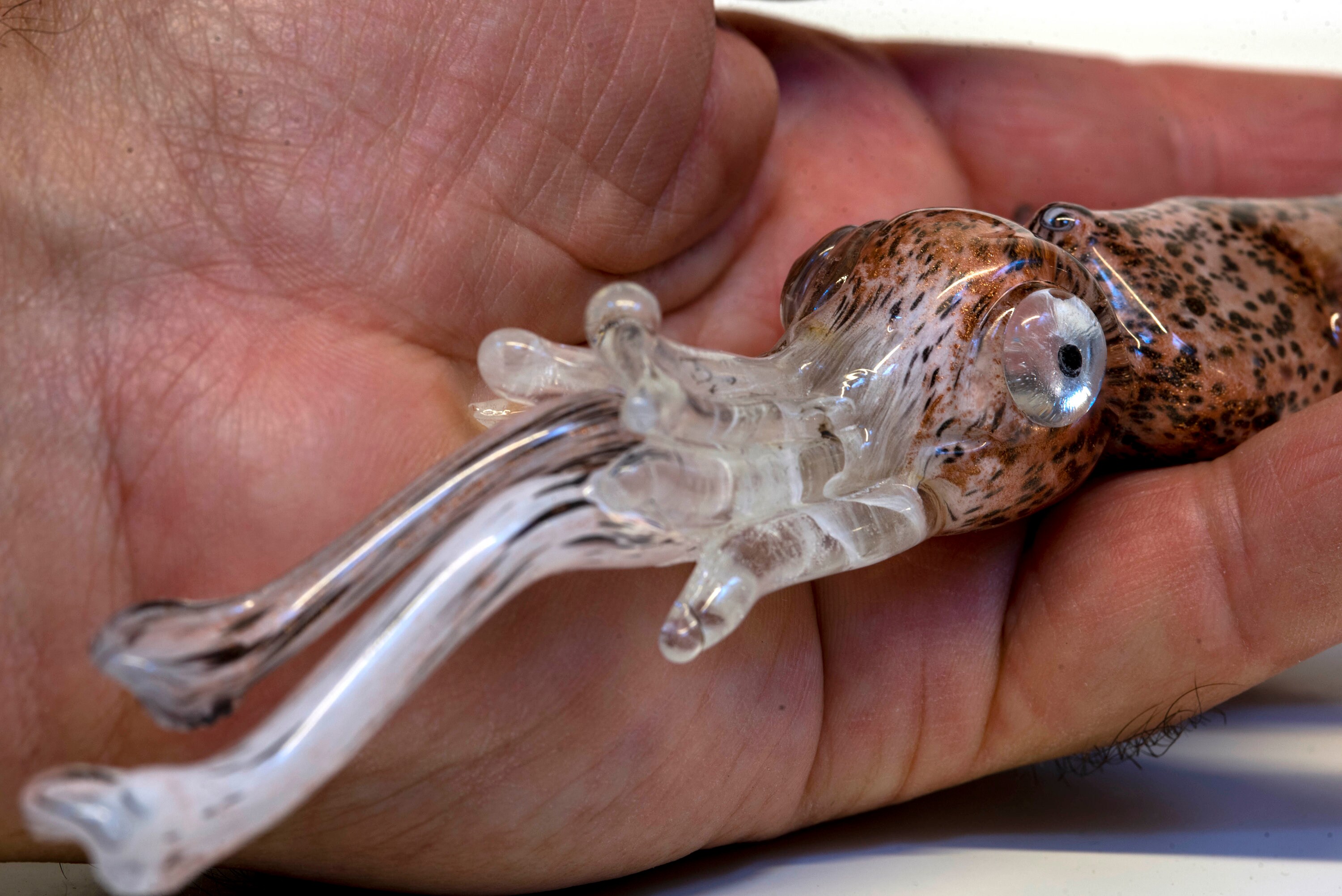 Murano Glass Squid Sculpture, Realistic Blown Glass Art - Etsy