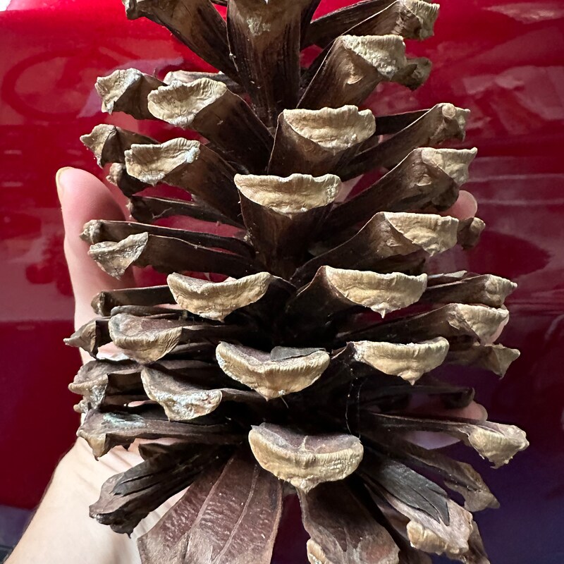 Large Pine Cones - Etsy