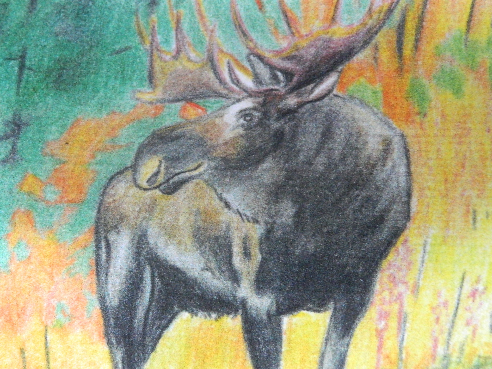 Moose Colored Pencil Picture Original Artwork by Ezekiel - Etsy