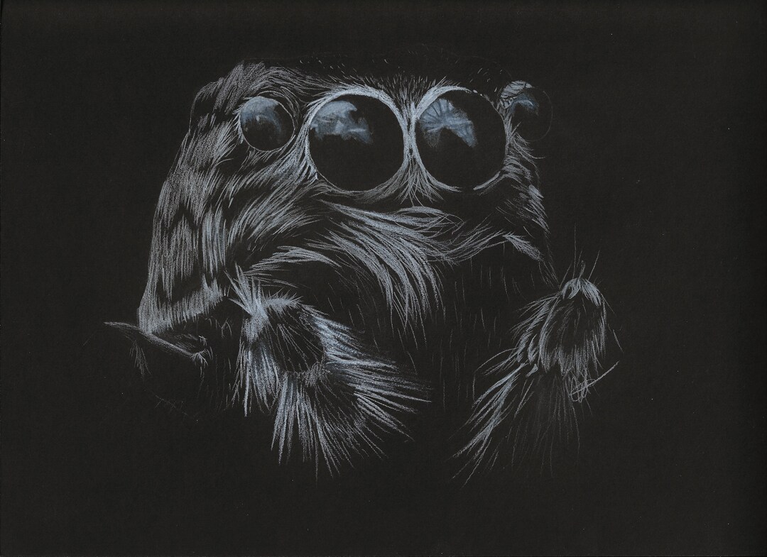 Peeping Eyes- Original- Prints - Greeting Cards - Spider Art - Etsy