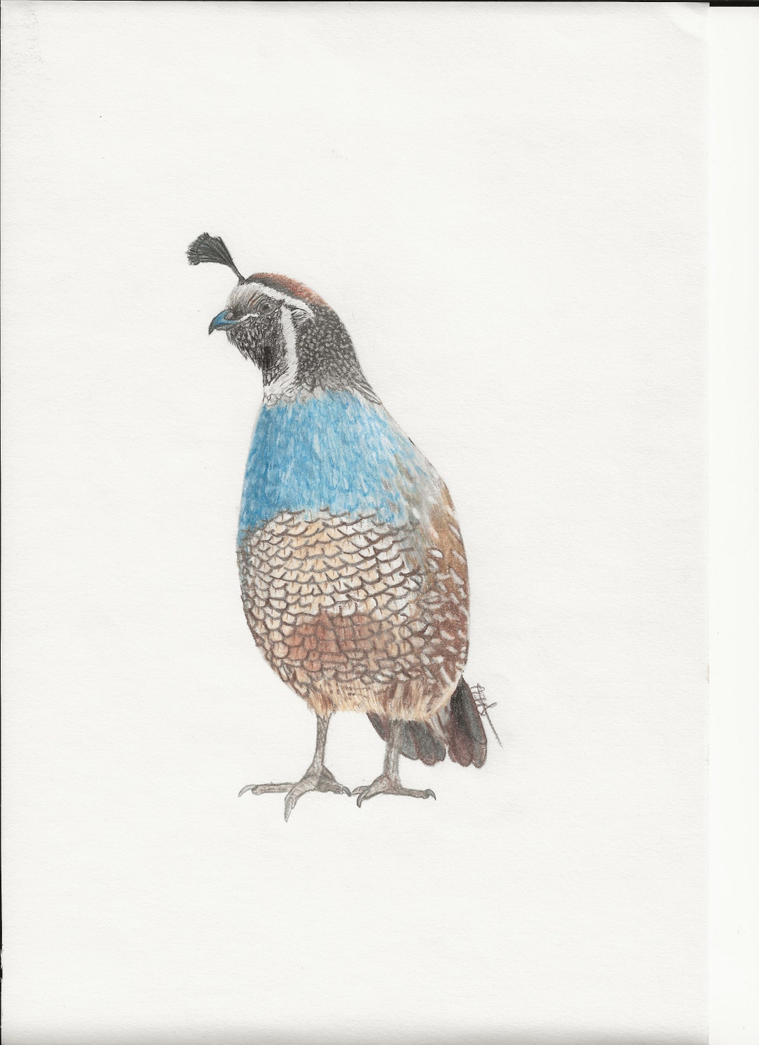 Quail - Original Art - Print - Greeting Cards, Quail Art - Etsy