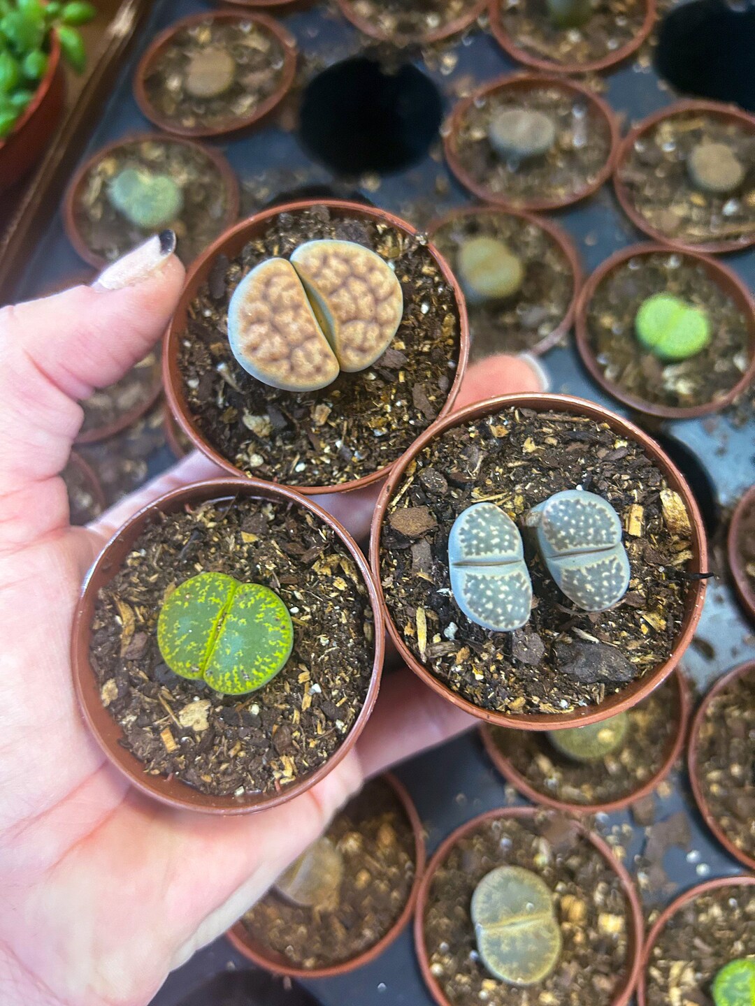 Rare LITHOP Living Stone Succulent Brain Plant Mature Rooted Plant in 2 ...