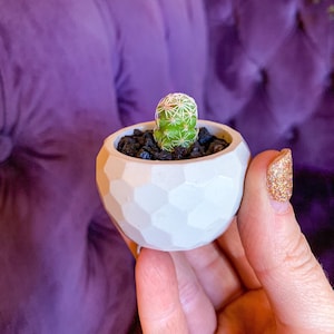 Mini Thimble Cactus Plant in Tiny Pot - Etsy