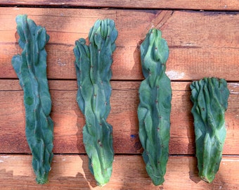 Cereus Peruvianus Monstrose - Etsy