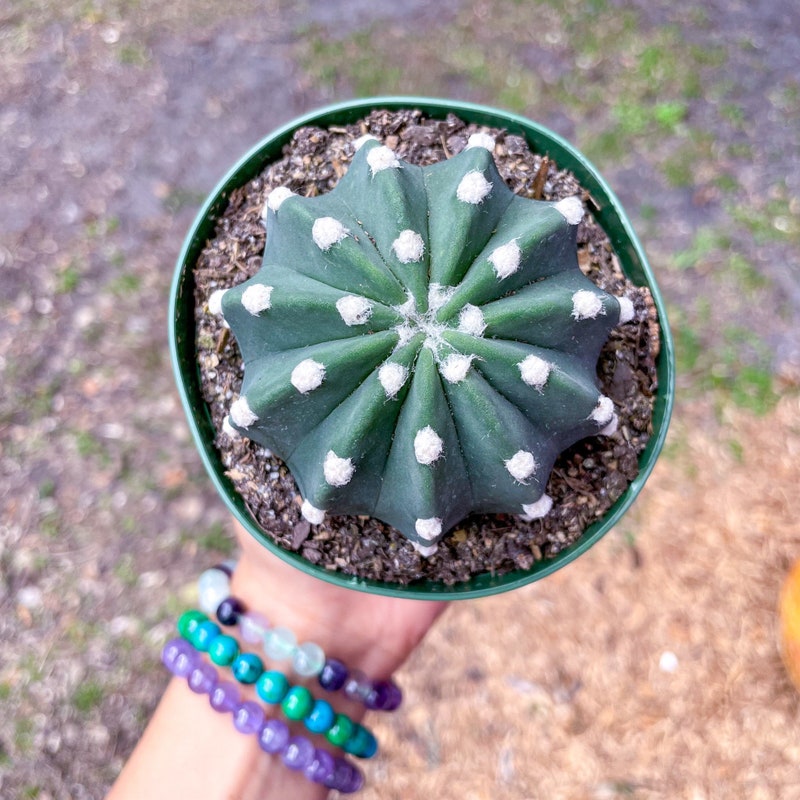 Domino Cactus - Etsy