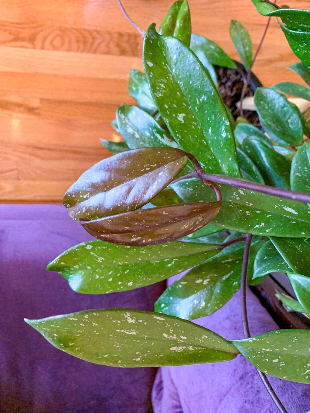 Rare hoya Royal Hawaiian Purple Pubicalyx Wax Plant Cutting - Etsy