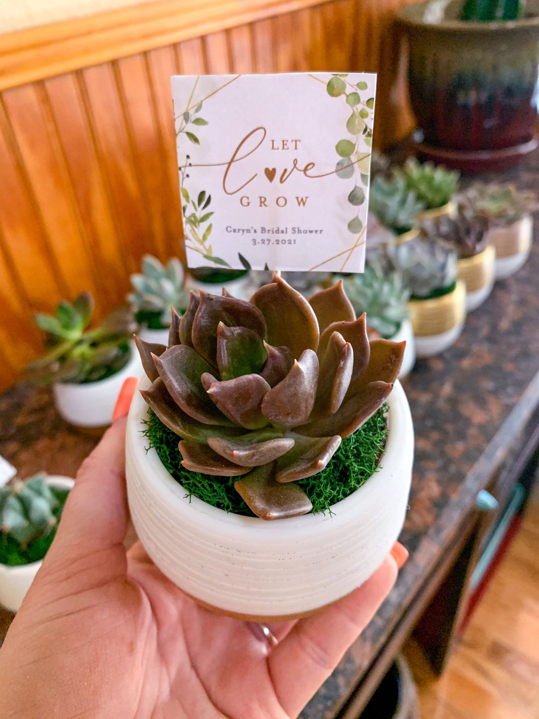 Succulent Wedding Party Favors | Custom Colors | Guest Gifts | Pots for ...