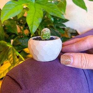 Mini Thimble Cactus Plant in Tiny Pot - Etsy