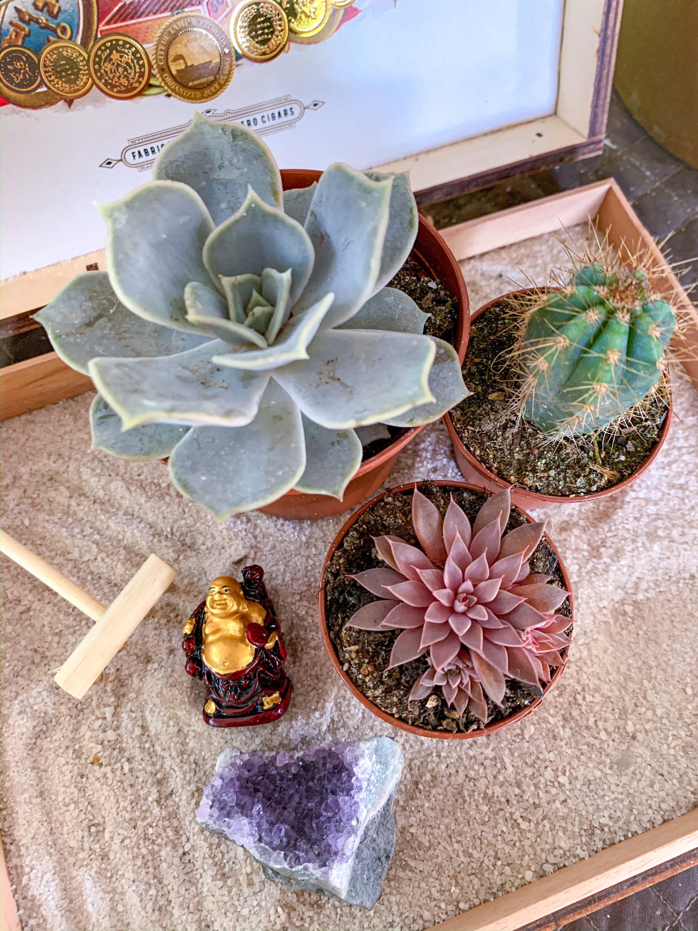 DIY Succulent Zen Garden Kit! Gift Set With 3 Unique Plants and Real ...