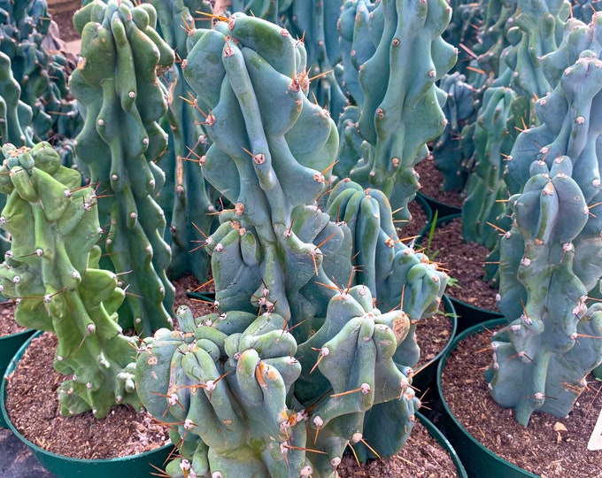 Blue Monstrose Peruvian Apple Cactus: Rare Mutated Cereus Peruvianus ...