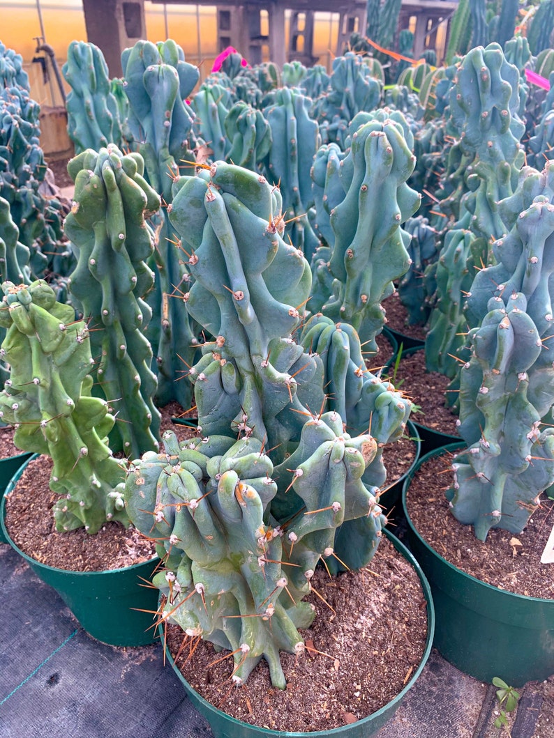 Blue Monstrose Peruvian Apple Cactus: Rare Curiosity Cactus | Etsy