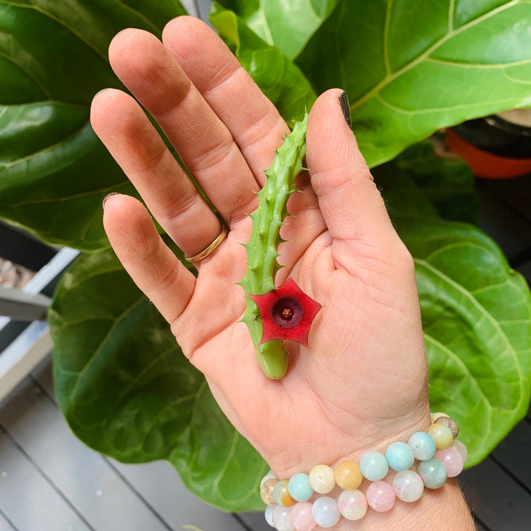 Red Dragon Huernia Stapelia / Rare Red Color / Cactus Succulent Plant ...