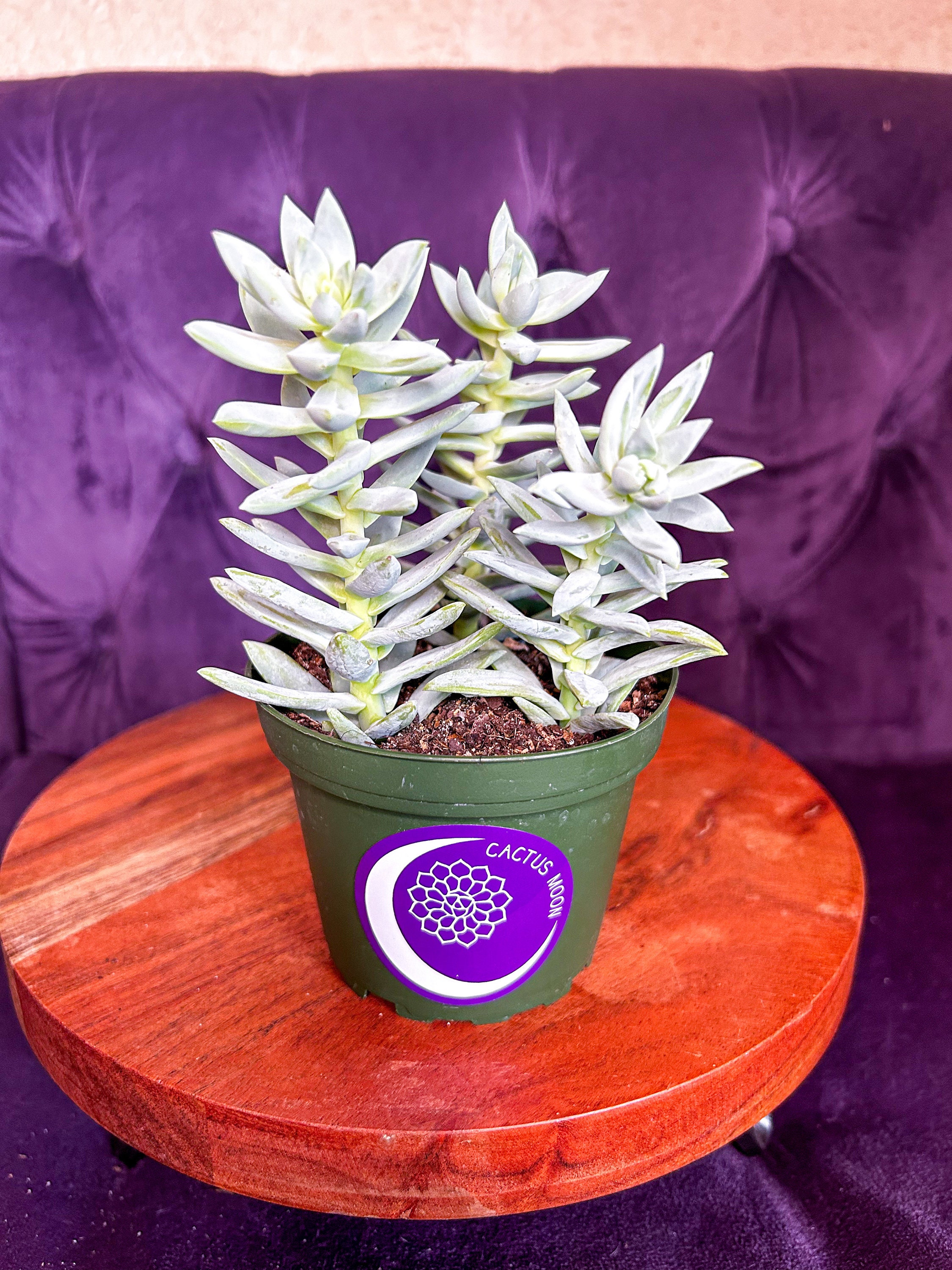 Non Green Plants Names