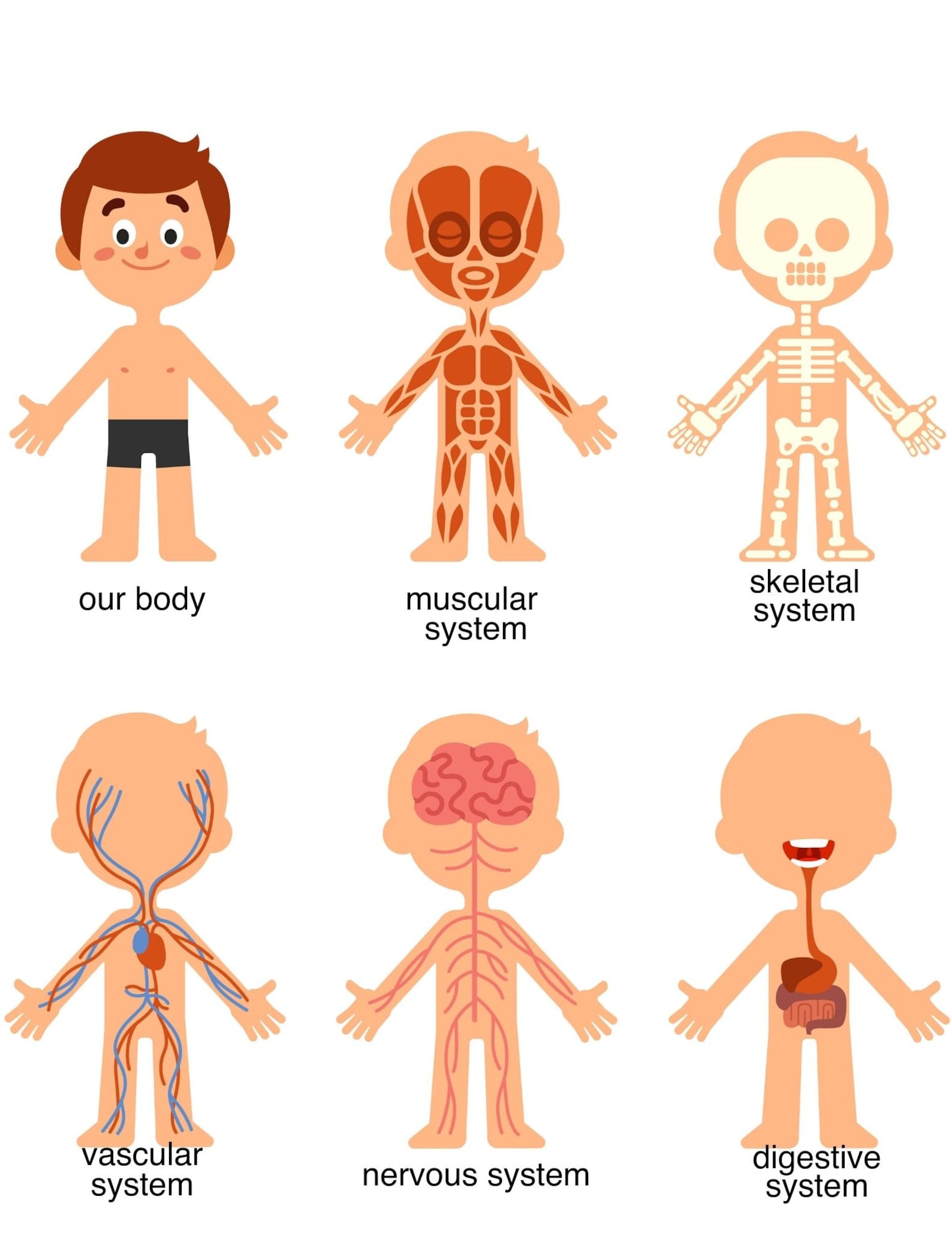 Human Anatomy Printable Homeschool Preschool Curriculum Etsy human-anatomy-printable-homeschool-preschool-curriculum-etsy