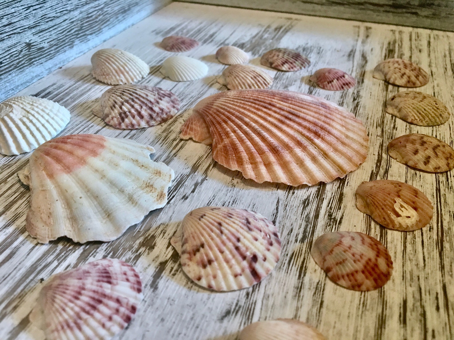 A Variety of Clam Shaped Sea Shells a Colorful Lot of 20 | Etsy