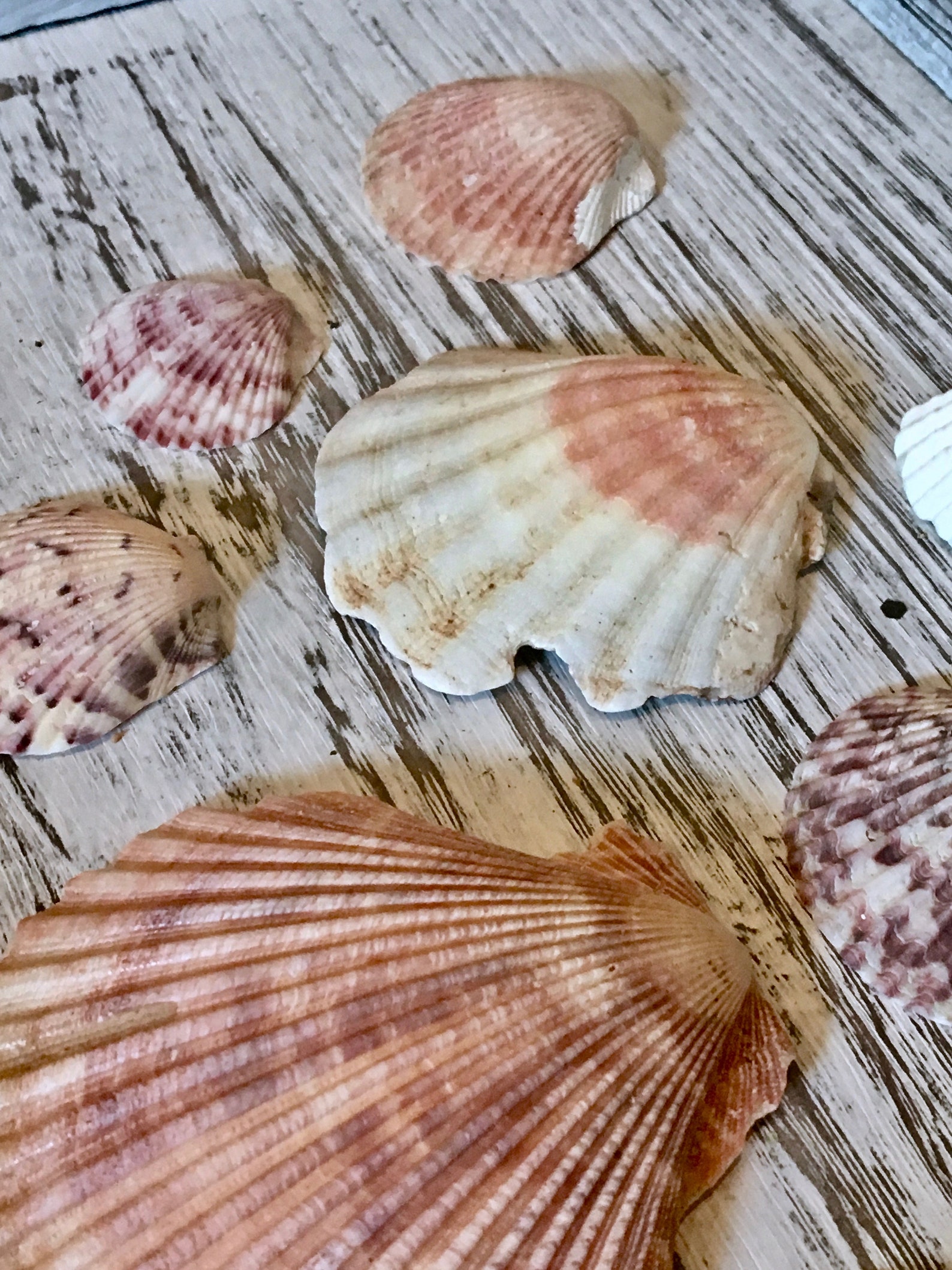 A Variety of Clam Shaped Sea Shells a Colorful Lot of 20 | Etsy