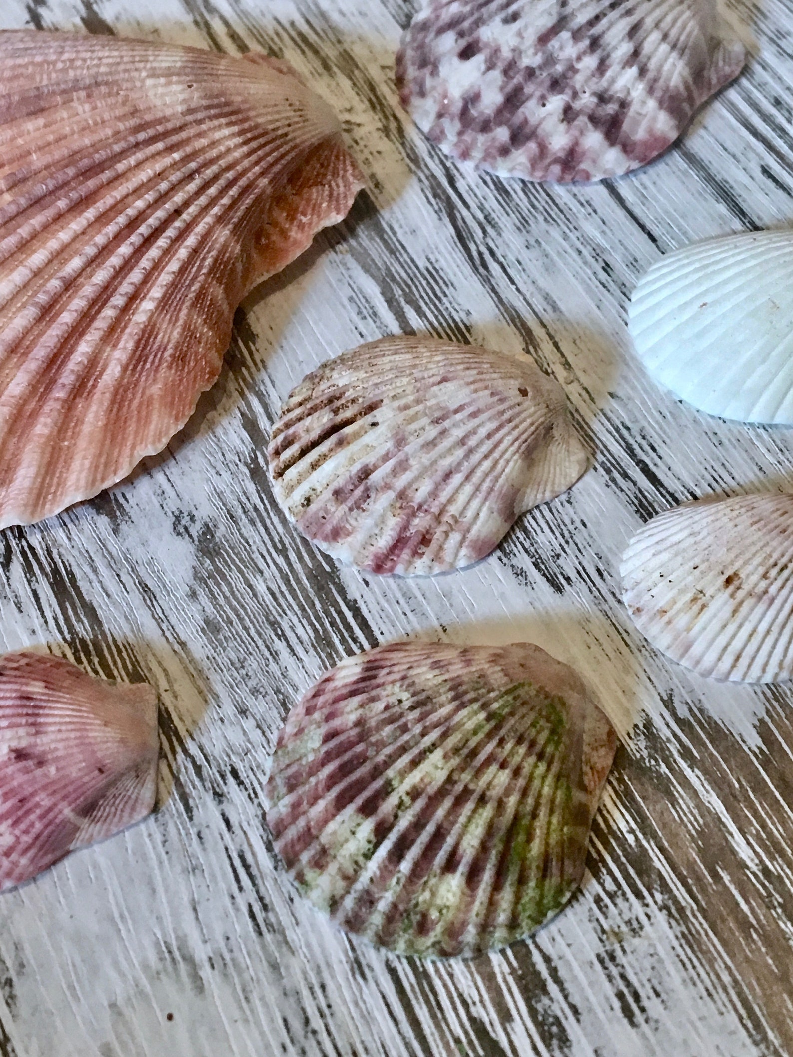 A Variety of Clam Shaped Sea Shells a Colorful Lot of 20 | Etsy