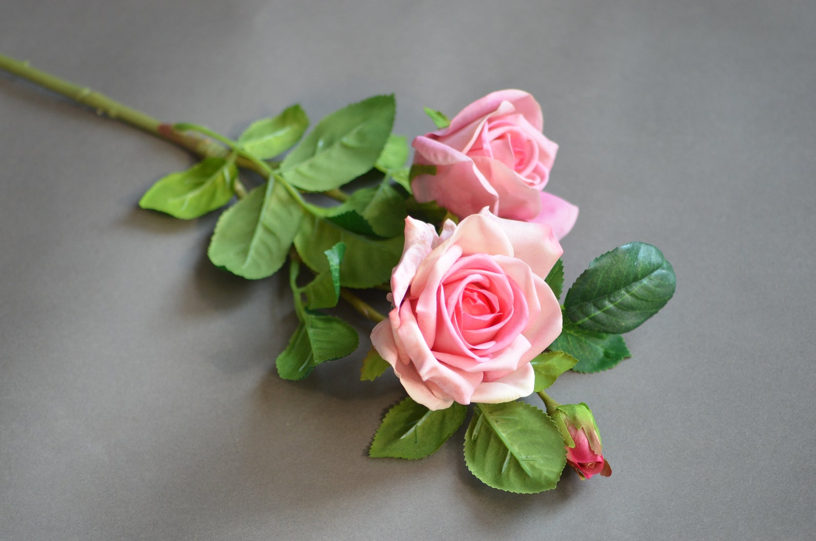 Taffy Pink Roses English Garden Roses Wedding Decor Home - Etsy