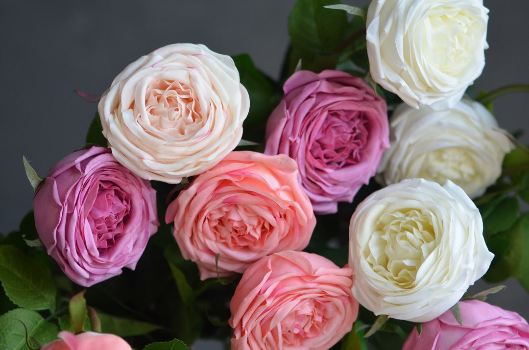 28"david Austin Rose, English Rose Plant, English Garden Roses, Wedding ...