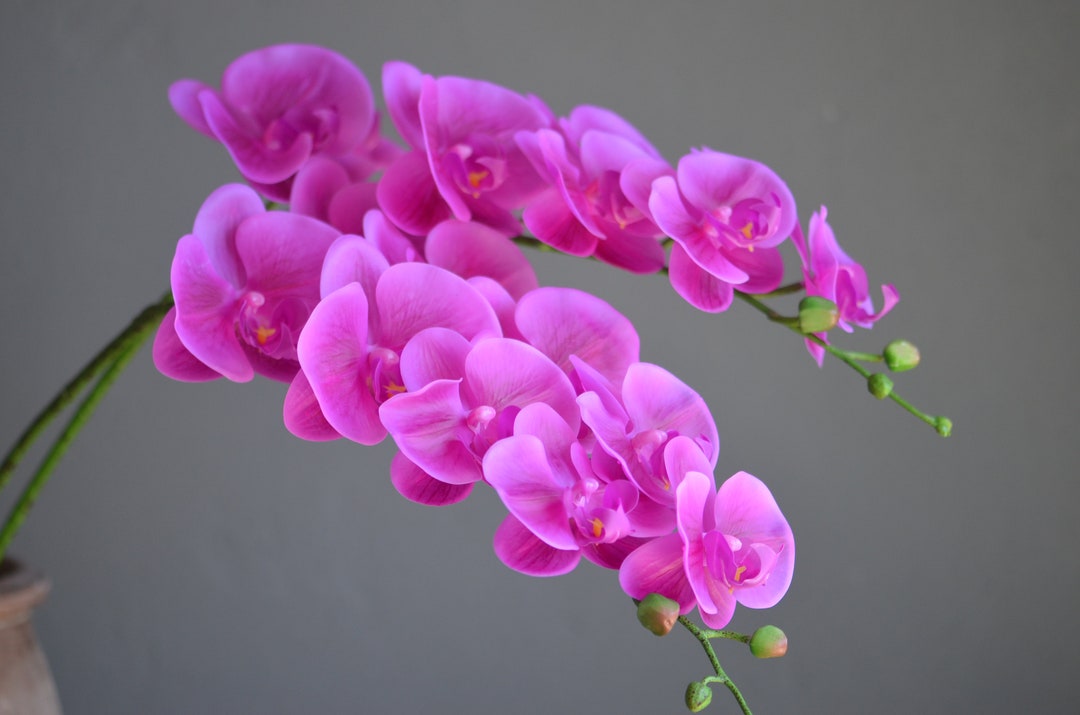 Artificial Orchid, Real Touch Orchid, Silk Orchids, Hot Pink Orchids ...