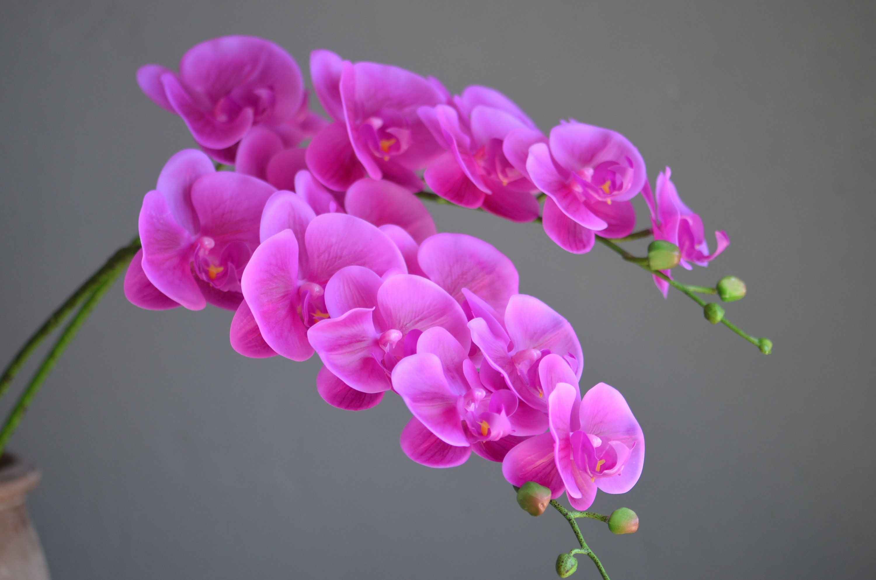 Hot Pink Orchids