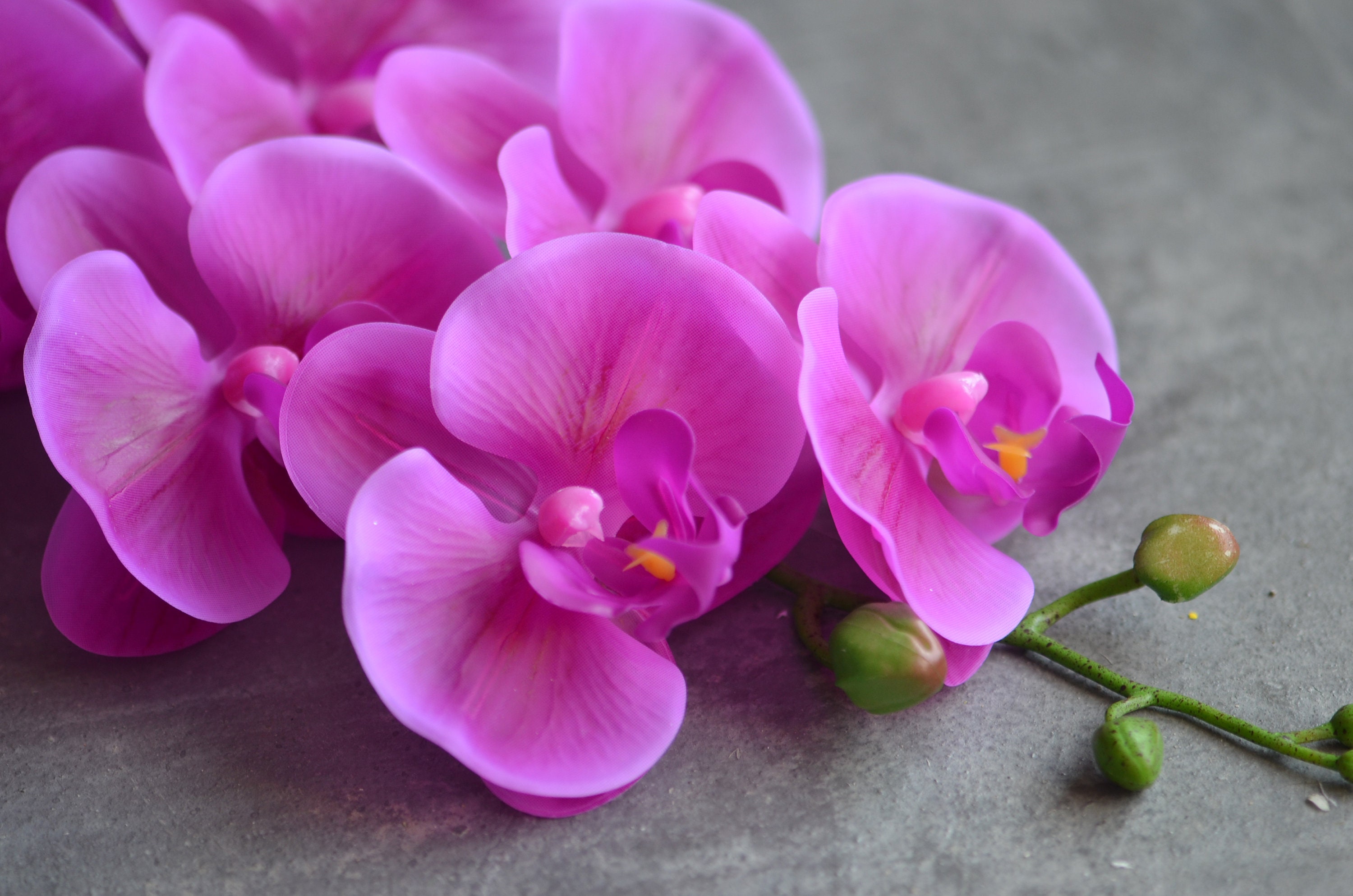 Artificial Orchid Real Touch Orchid Silk Orchids Hot Pink - Etsy