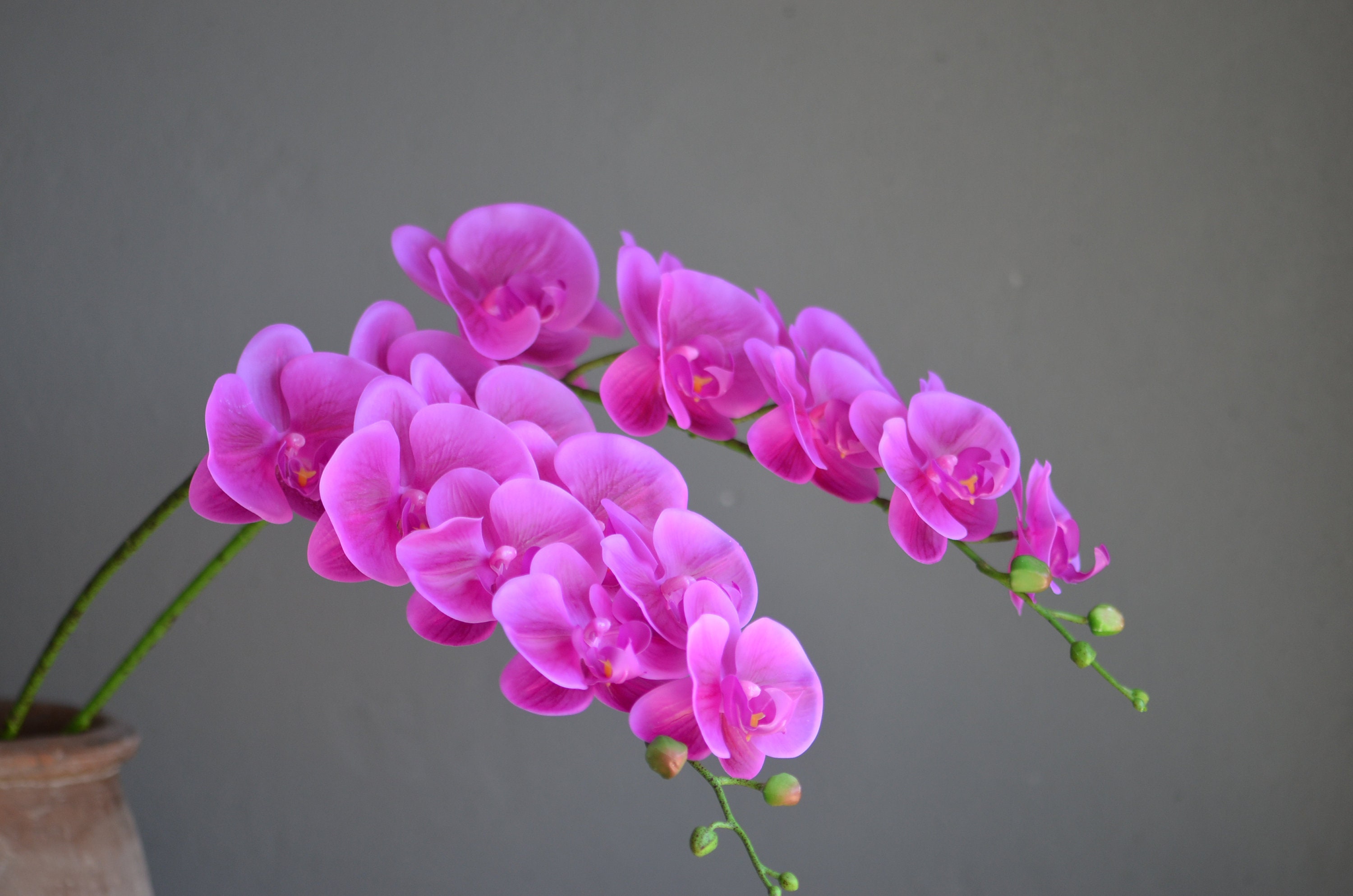 Artificial Orchid Real Touch Orchid Silk Orchids Hot Pink - Etsy