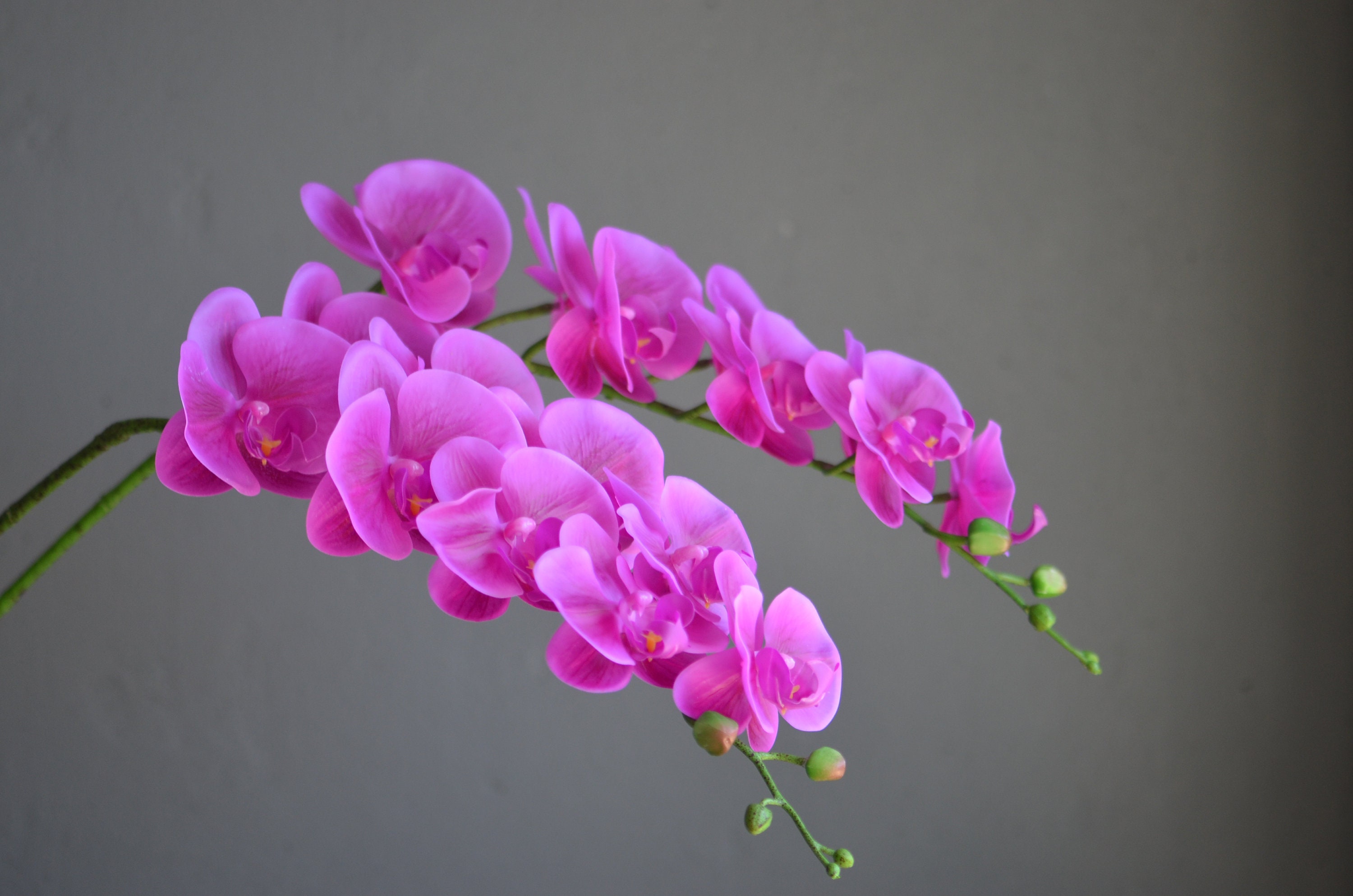 Artificial Orchid Real Touch Orchid Silk Orchids Hot Pink - Etsy