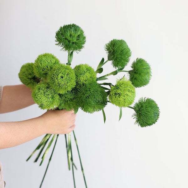 Dianthus Green Ball - Etsy