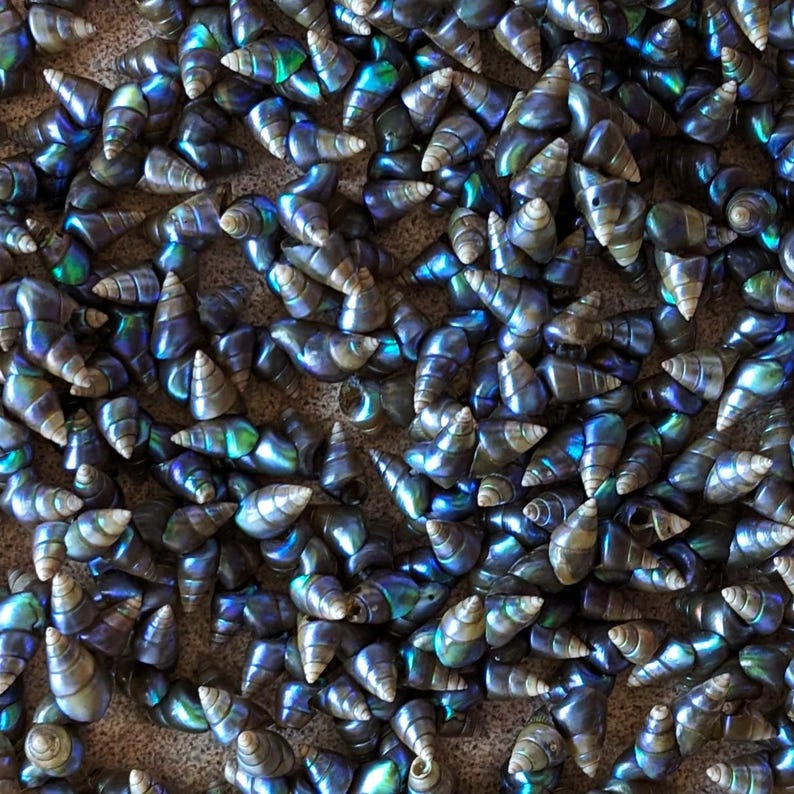 Antique Tasmanian Aboriginal Maireener Tiny Iridescent Seashell Necklace Strand 68 - Etsy Australia