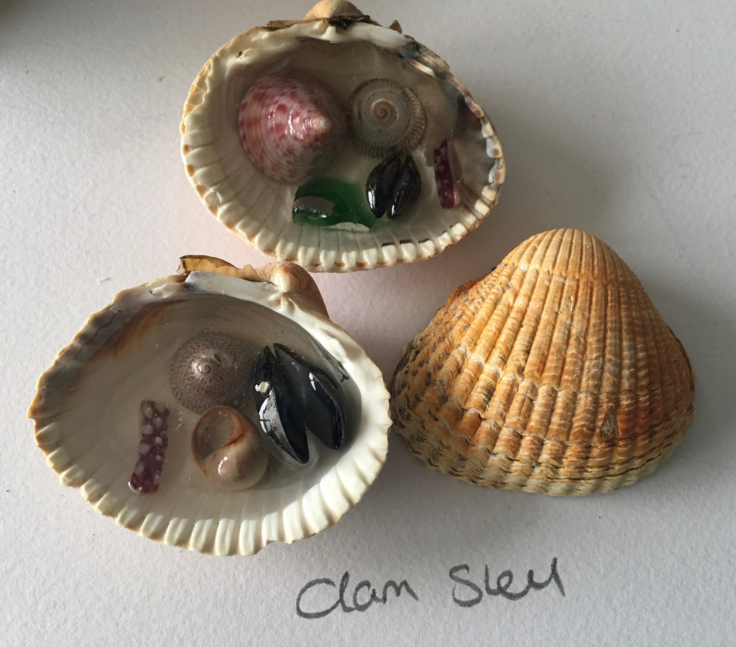 Limpet Shell Puddle. Shetland Islands Shell, Beach Souvenir - Etsy