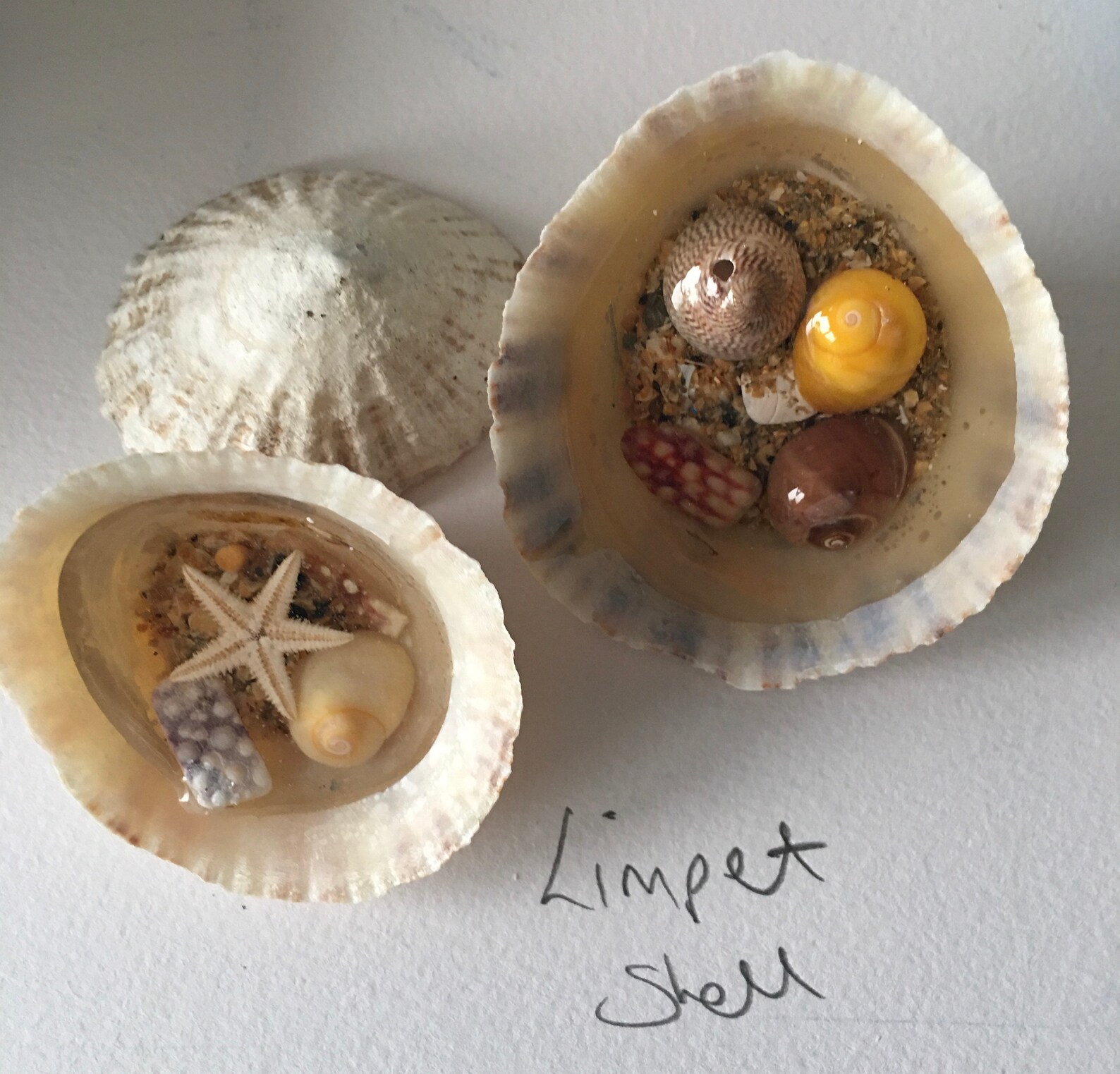 Limpet Shell Puddle. Shetland Islands Shell, Beach Souvenir - Etsy