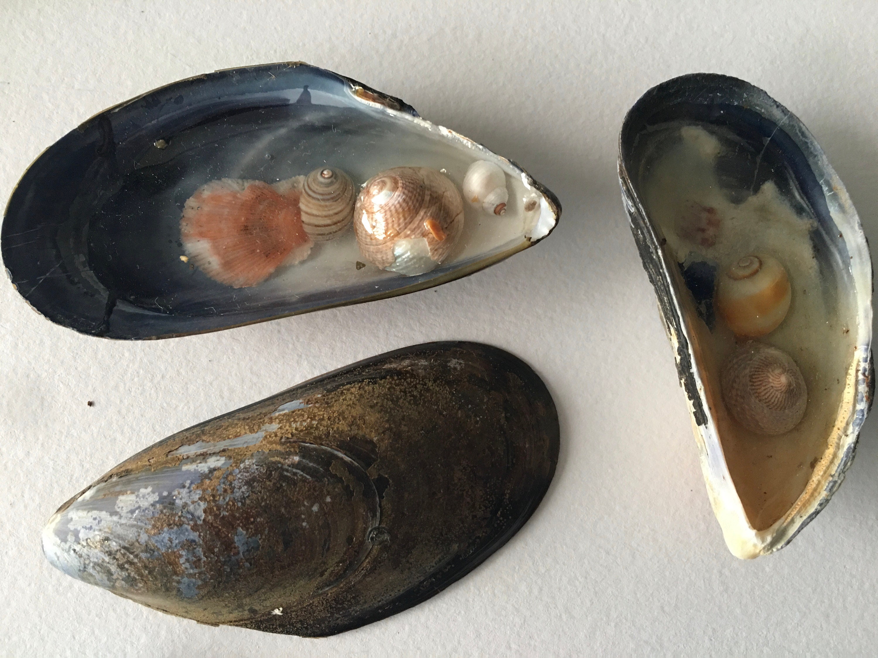 Limpet Shell Puddle. Shetland Islands Shell, Beach Souvenir, Sea Glass ...