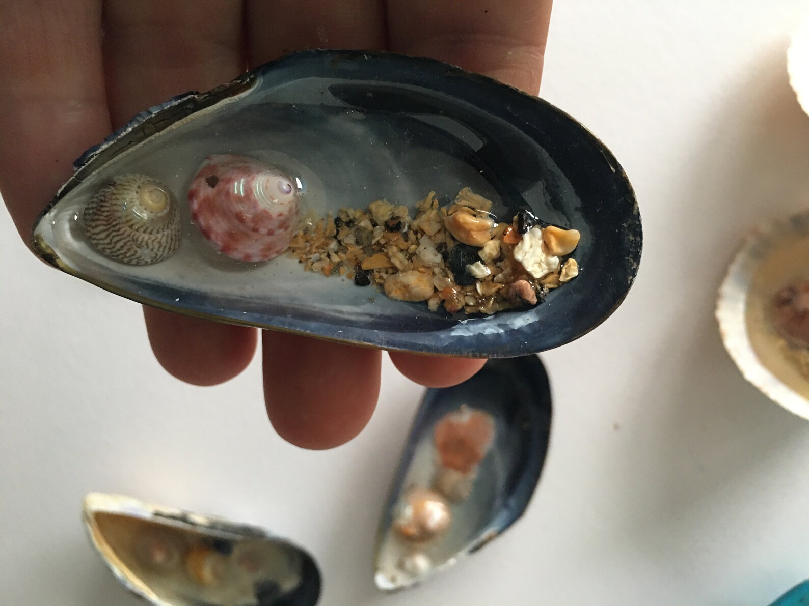Limpet Shell Puddle. Shetland Islands Shell, Beach Souvenir, Sea Glass ...