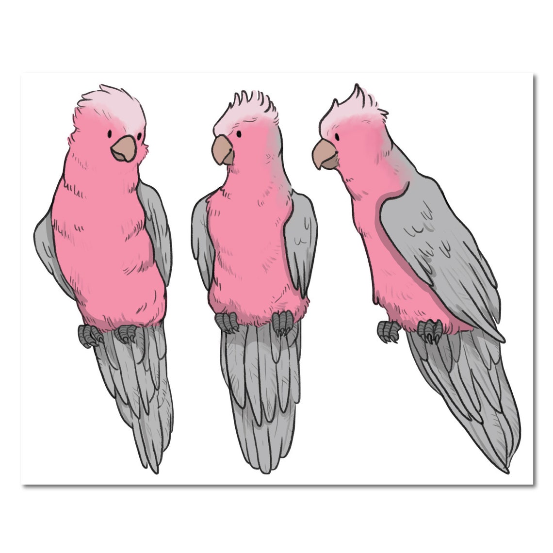 Galah Set Australia Fabric Wall Sticker Animals Cute - Etsy