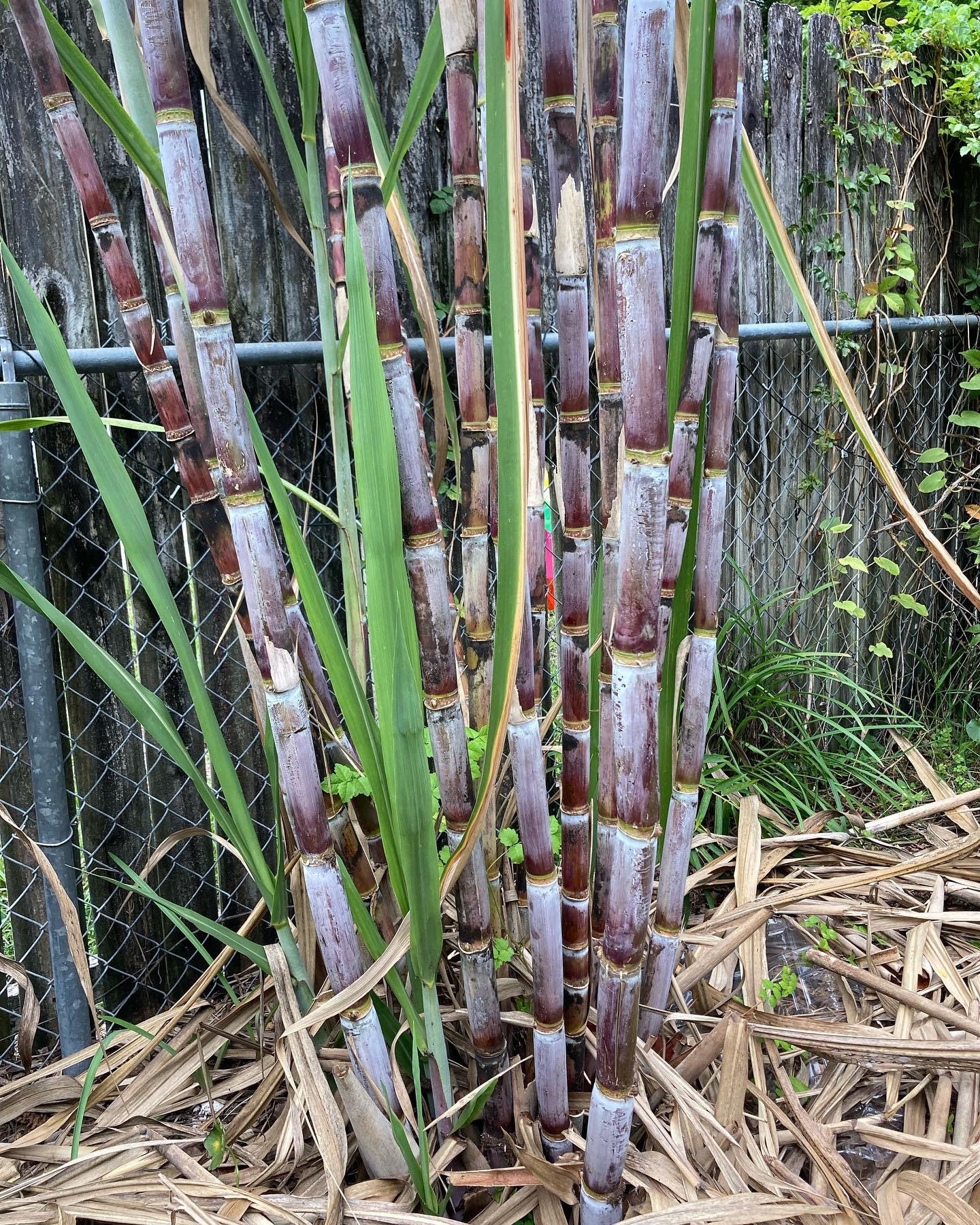 Red Sugarcane Nodes Availablerooted - Etsy
