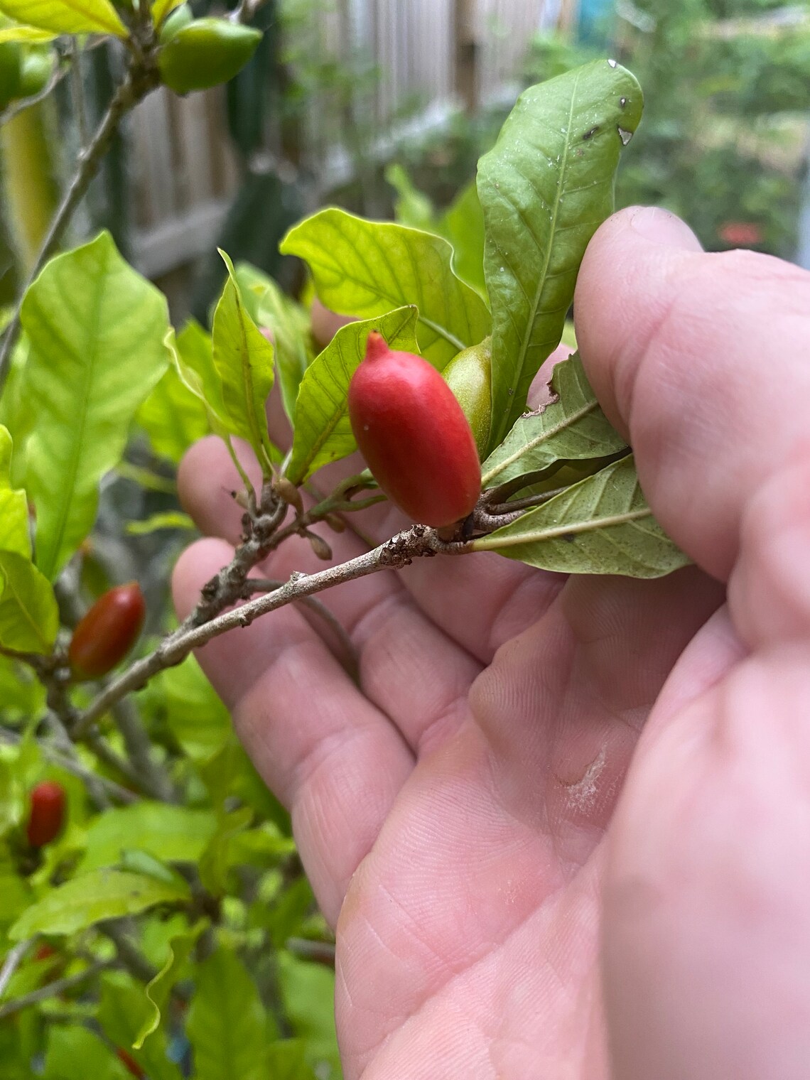 Miracle Berry Seeds - Etsy