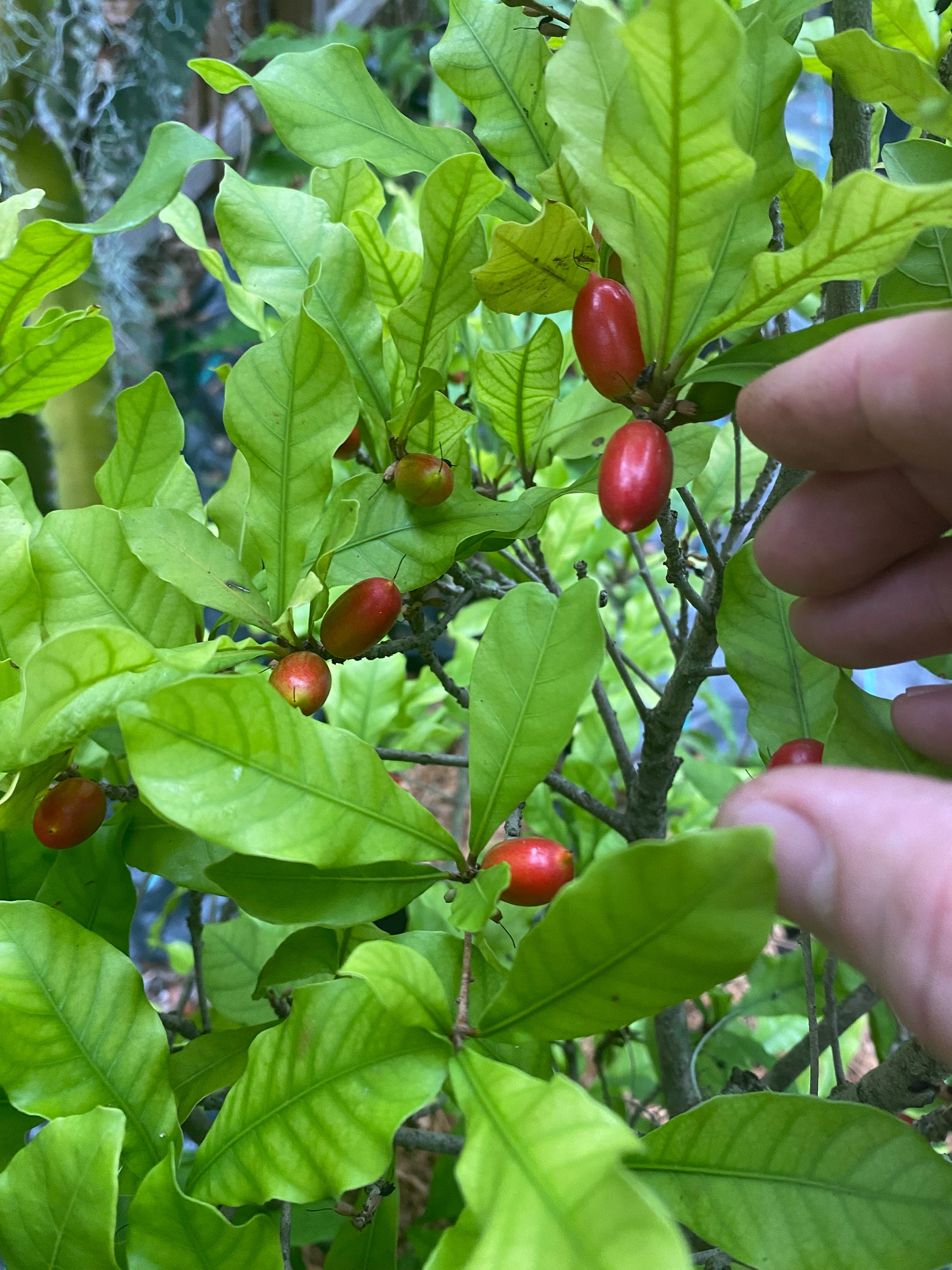 Miracle Berry Seeds - Etsy