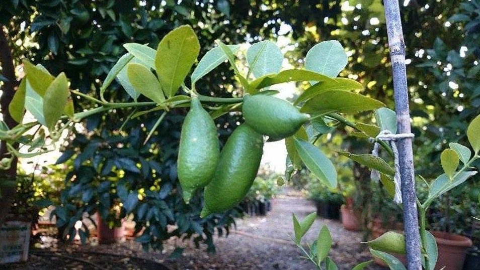 Lemon Tree Plant Finger Lime Microcitrus AUSTRALASICA Lemon | Etsy