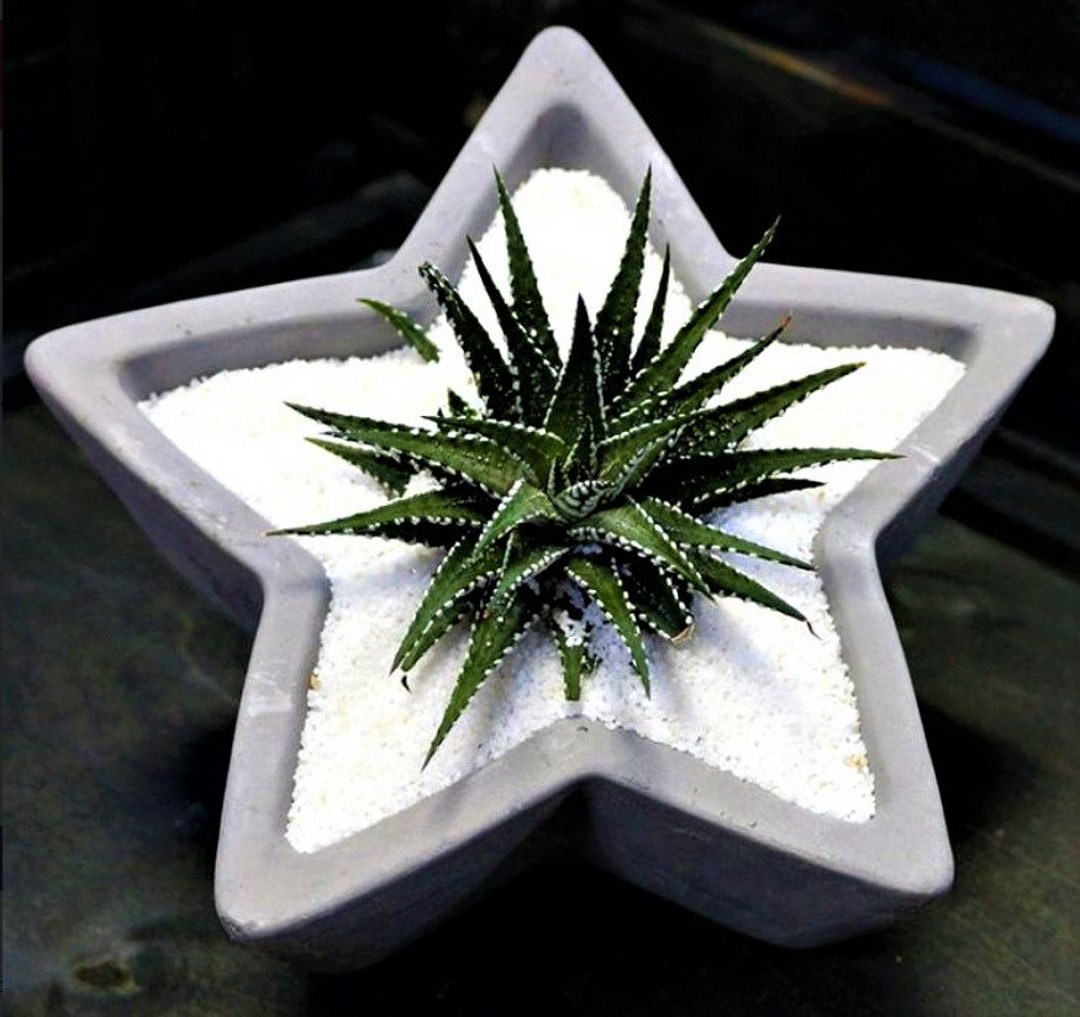 Star Flower Pot Silicone Mold for Concrete Plaster Polyester Resin ...