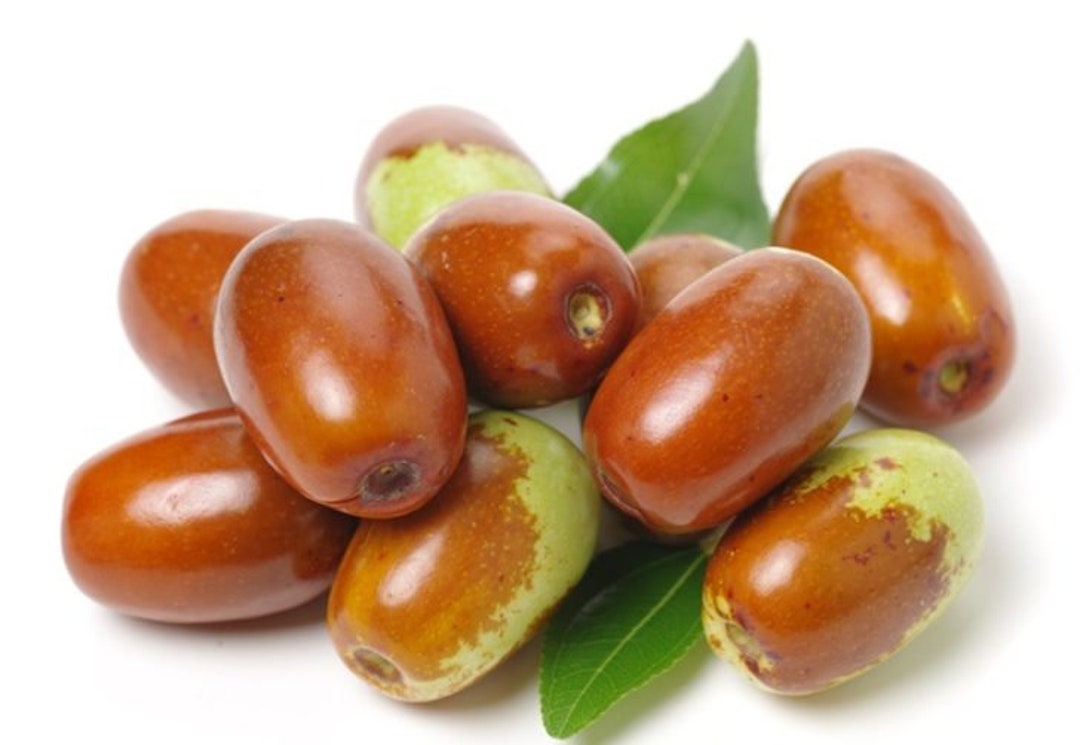 Árbol frutal Azufaifa Árbol de Gingeo Manzana agria Malcadi - Etsy España