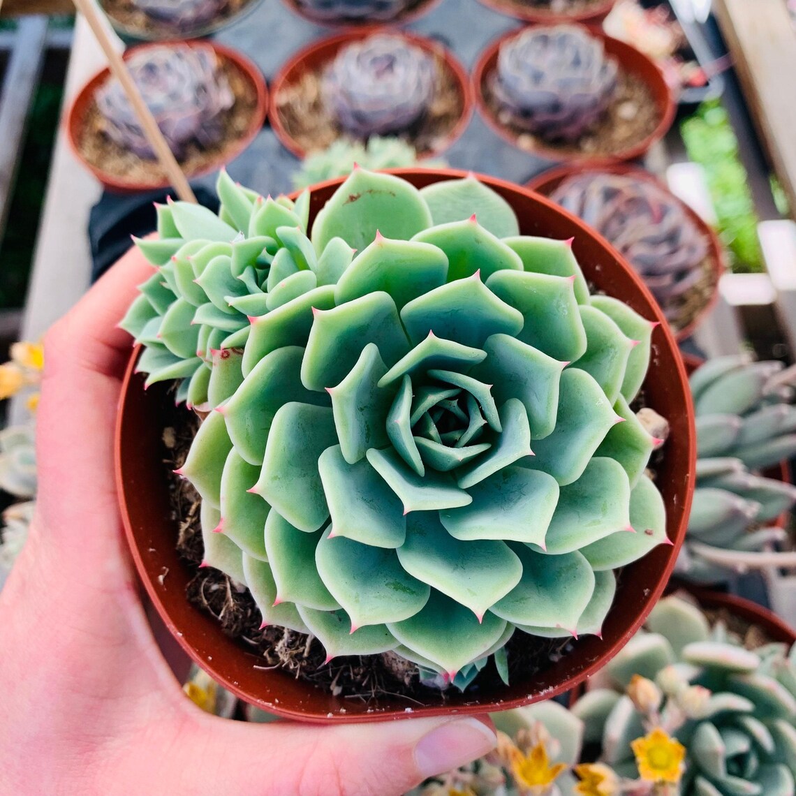 Echeveria Green Abalone | Live Succulent Plant - Etsy