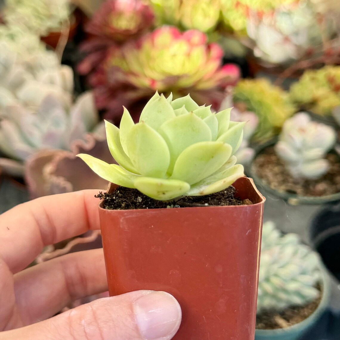 Echeveria Green Abalone | Live Succulent Plant - Etsy