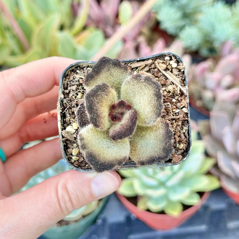 Kalanchoe Tomentosa “teddy Bear” Succulent | Fuzzy Brown & Black Leaves ...