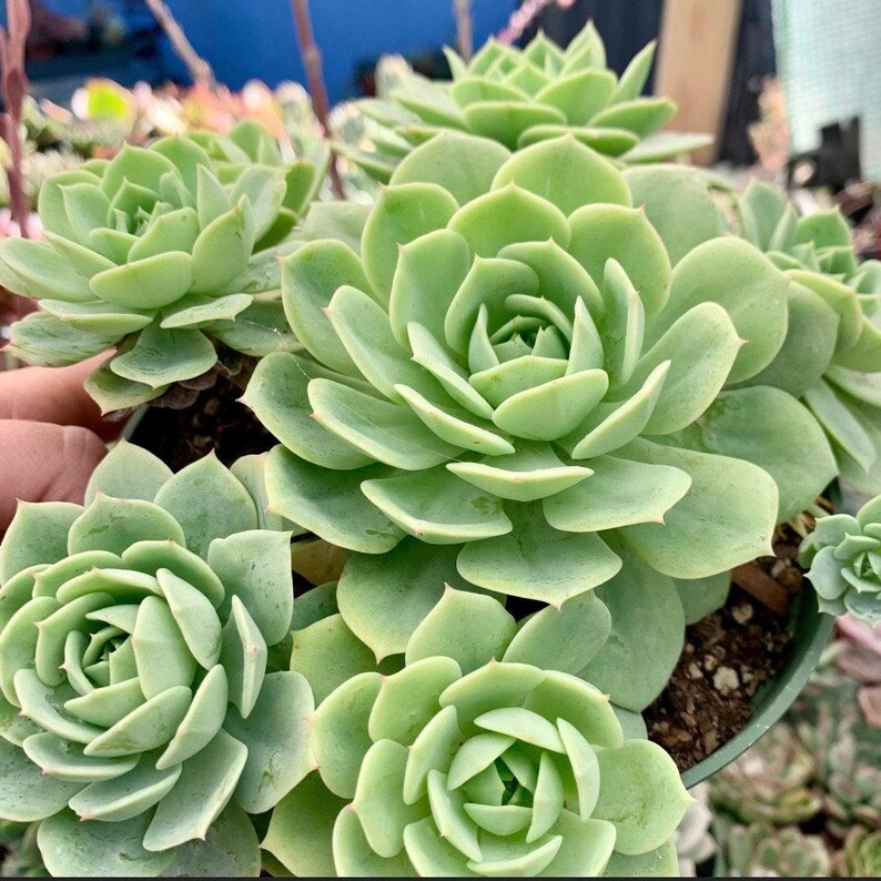 Echeveria Green Abalone | Live Succulent Plant - Etsy