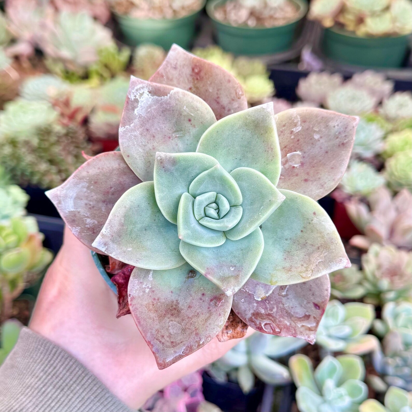 Graptoveria Harry Watson - Purple and Blue Live Succulent Plant - Etsy